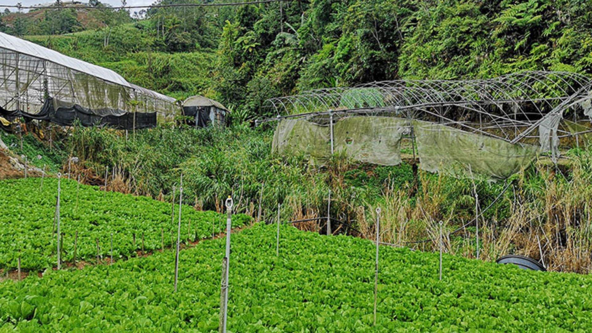 Kerajaan Pahang tangguh penguatkuasaan di Cameron Highlands - SAHIH