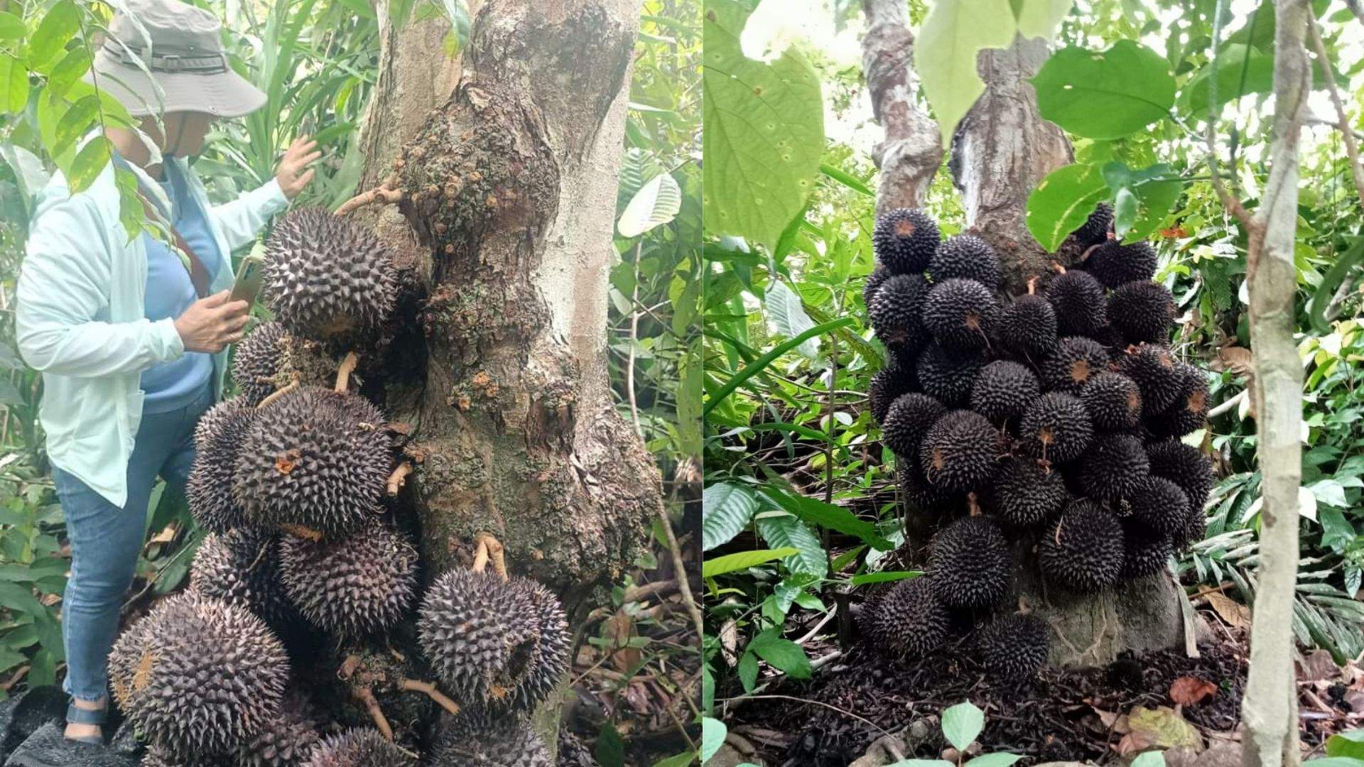 Durian kura-kura Kampung Sengkela dipercayai membantu kekuatan tenaga ...