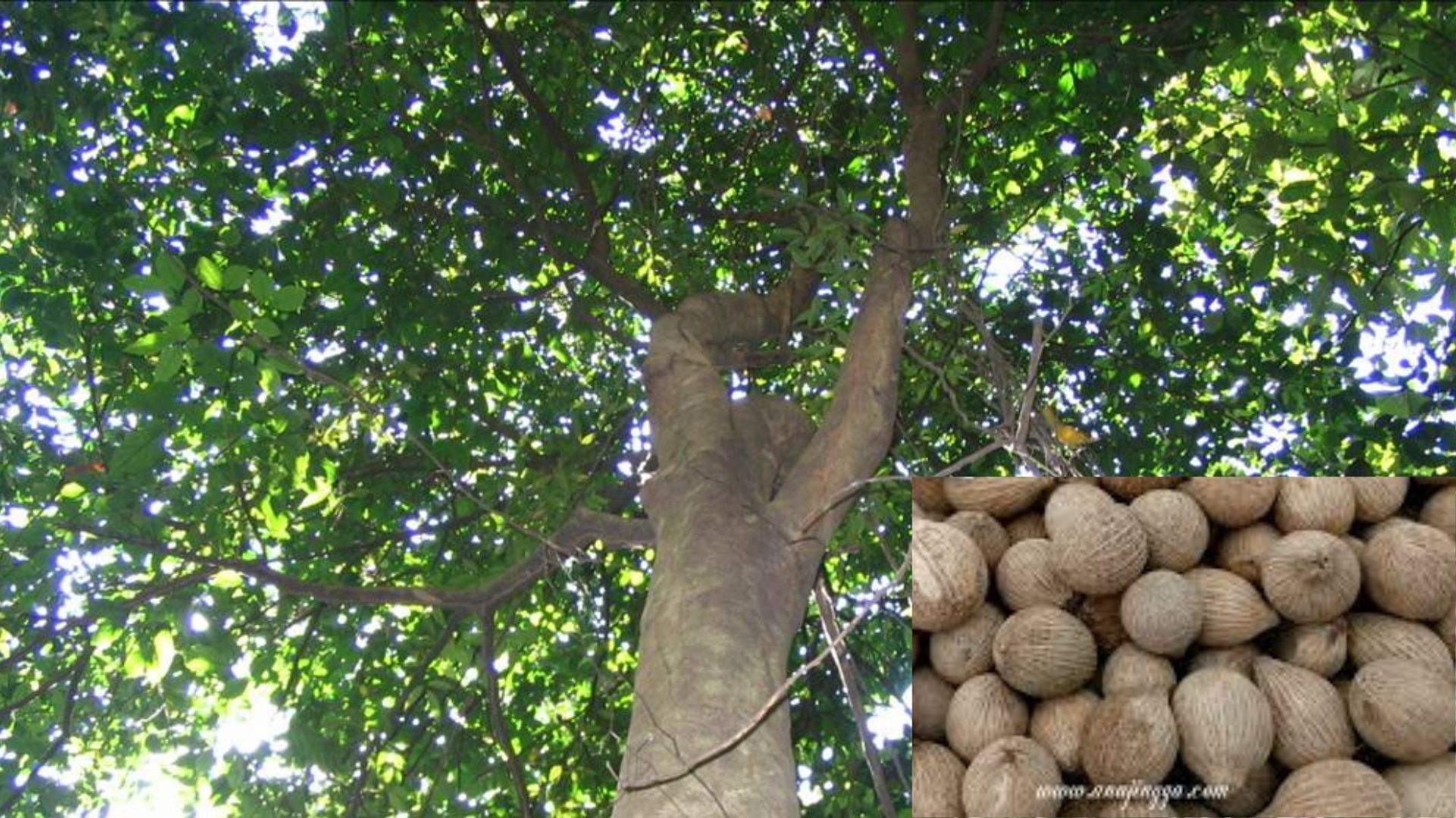 Buah Kulim atau bawang hutan - SAHIH