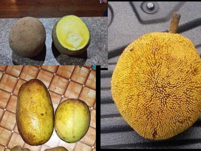 Kenali buah tarap, bambangan dan belunu - SAHIH