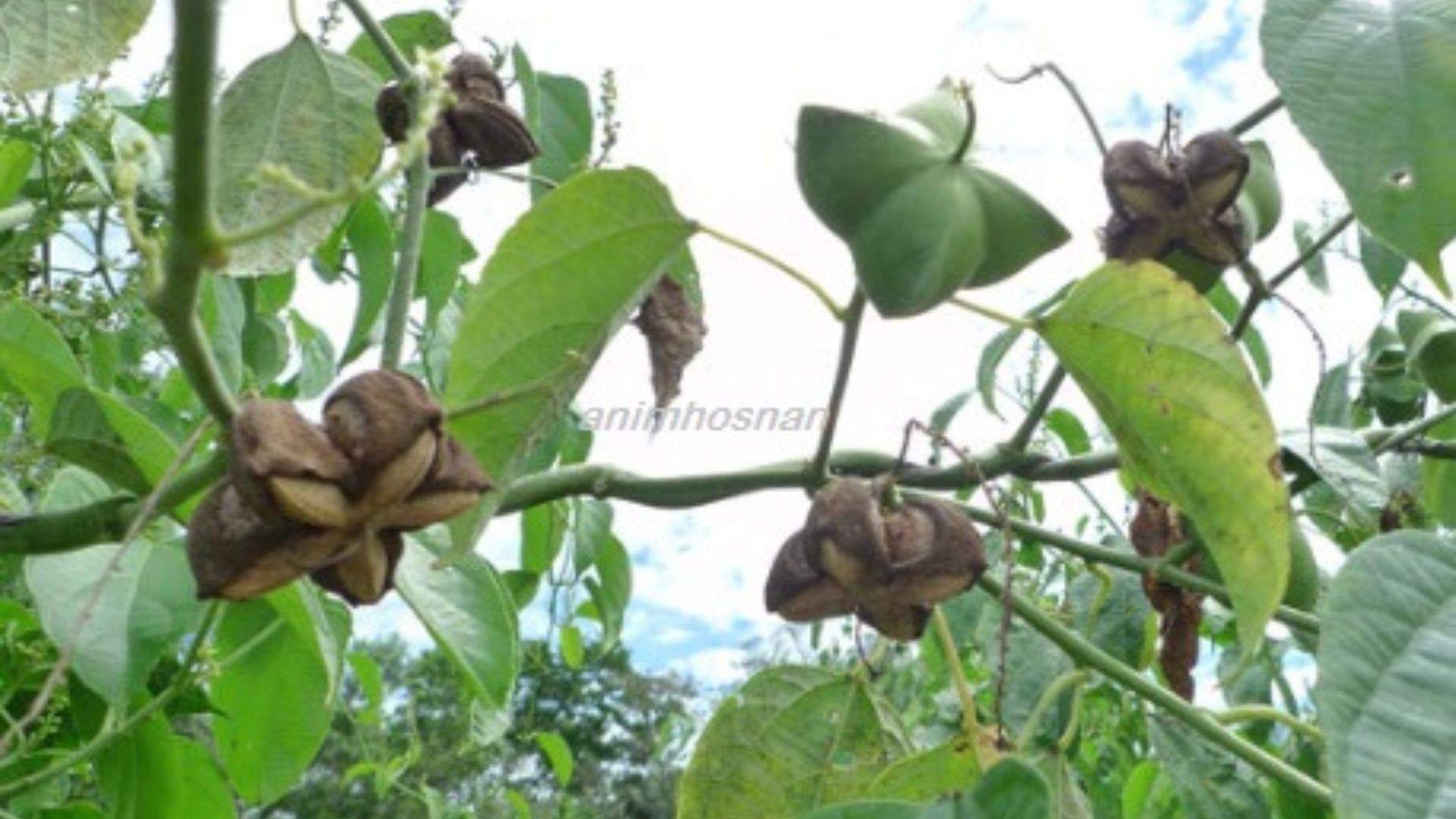 Herba sacha inchi di Bera potensi tembus pasaran antarabangsa - SAHIH