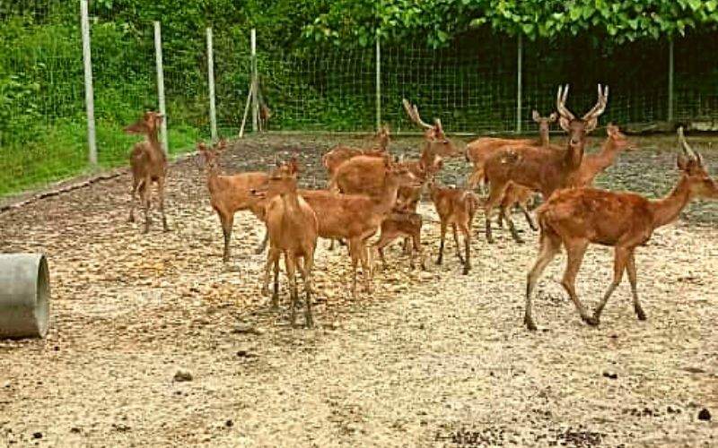 TERNAK RUSA JANA PENDAPATAN - SAHIH