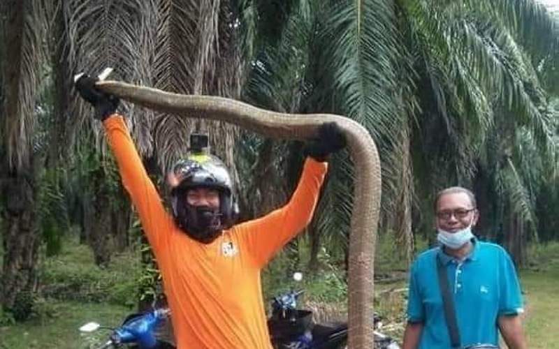 ULAR TEDUNG SELAR BERDIRI DI RUANG TAMU - SAHIH