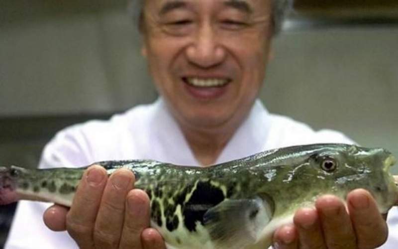 Ikan Buntal beracun Jepun selamat dimakan - SAHIH