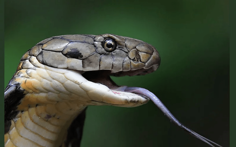 CEF MAUT DIPATUK ULAR TEDUNG MATI - SAHIH