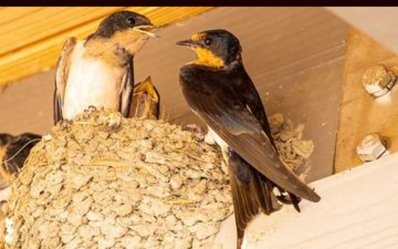 KURSUS BURUNG WALIT BULAN DEPAN - SAHIH