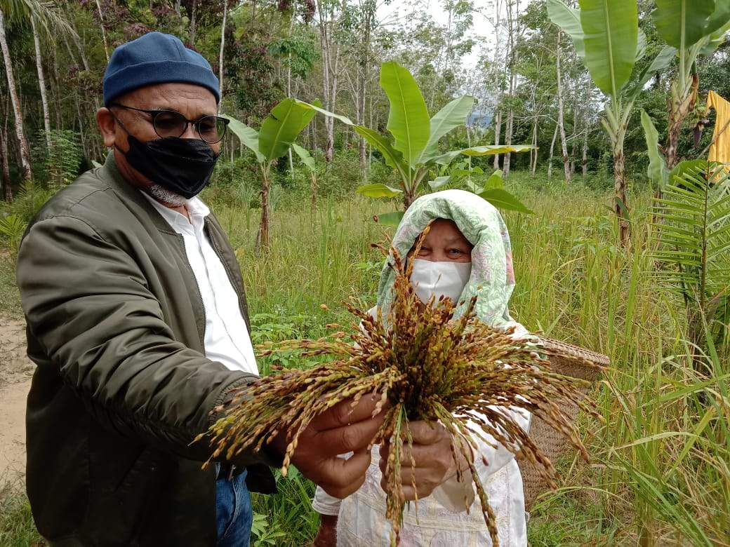Tamanan padi bukit boleh diusahakan lebih bersistem - SAHIH