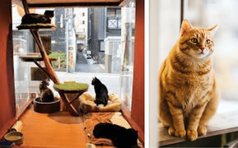 TIDUR BERSAMA KUCING DI HOSTEL MENARIK PERHATIAN CAT LOVER!