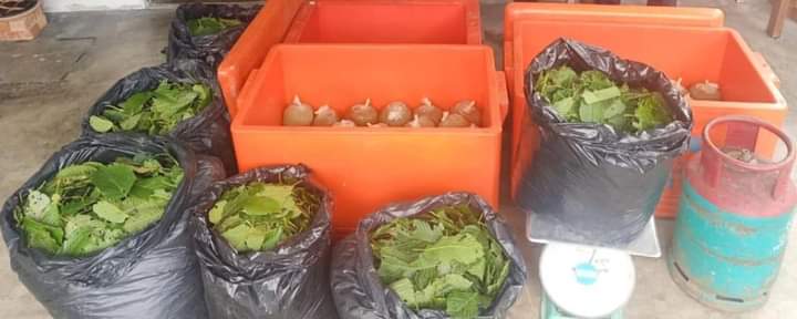 Belakang kedai pusat proses air ketum - SAHIH