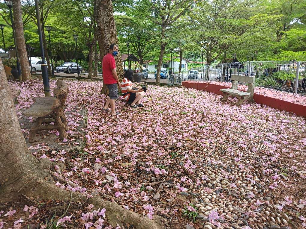Taburan bunga merah jambu menghiasi I-City Jerantut - SAHIH